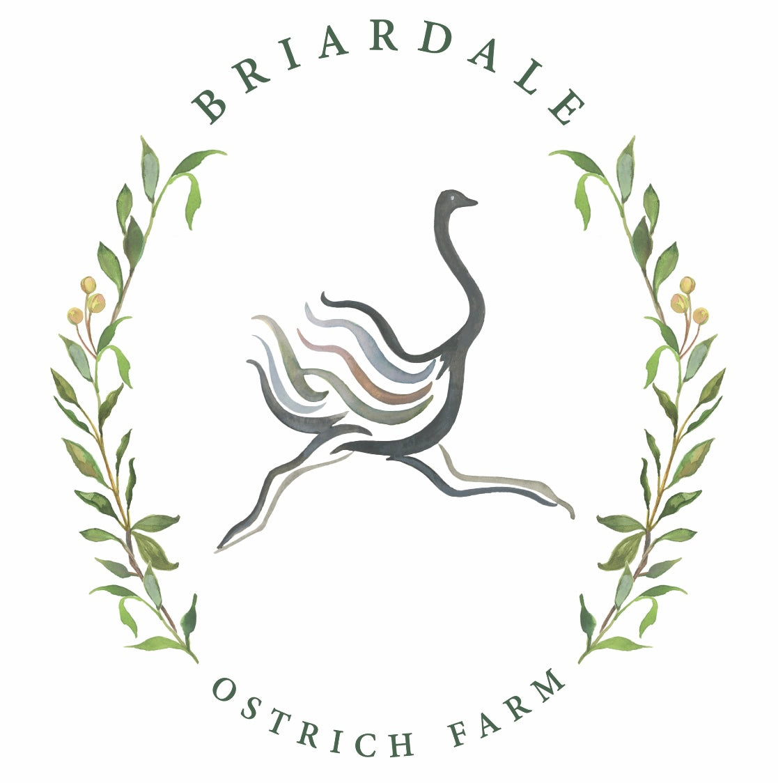 Pasture Raised Ostrich | The Natural Life Cycle – Briardale Ostrich Farms