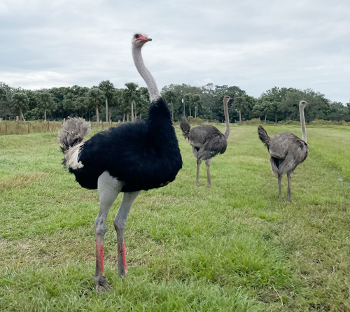 Pasture Raised Ostrich | The Natural Life Cycle – Briardale Ostrich Farms
